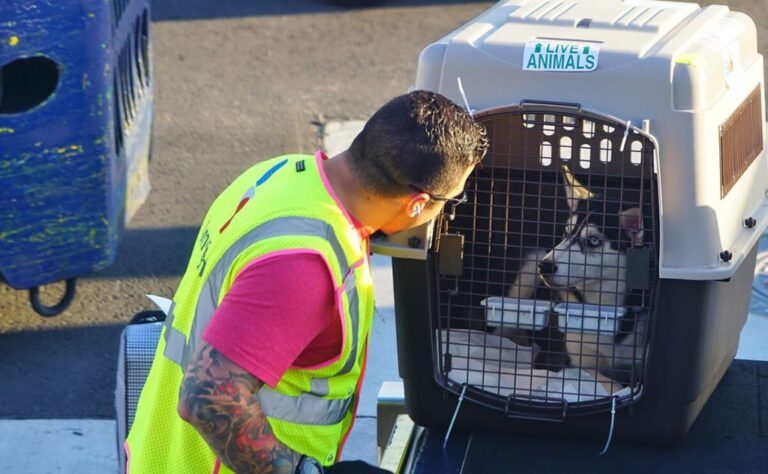 Track Packages – Nippon Express